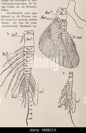 This study examines the skeletal structure of vertebrates, focusing ...