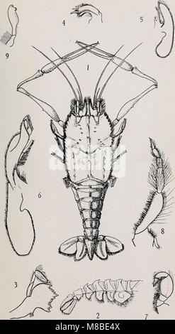This work focuses on the decapod crustaceans collected during the ...