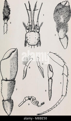 This study on decapod crustaceans explores their respiratory mechanisms ...