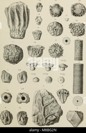 . Denkschriften - Österreichische Akademie der Wissenschaften. Bot. u ...
