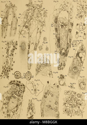 This paper from the Austrian Academy of Sciences discusses a new family ...