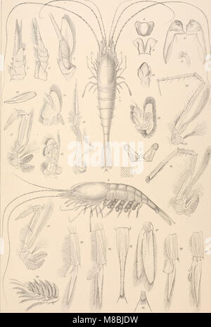 The Norwegian North Sea Expedition of 1876-1878 explored marine life in ...