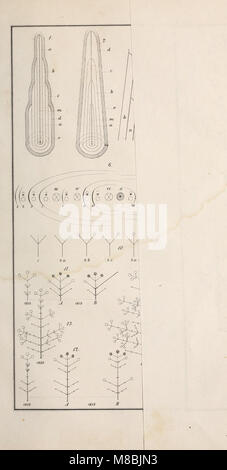 'Der Baum' discusses tree physiology and the development of leaves in ...