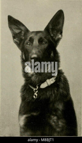 This publication focuses on the German Shepherd dog breed, offering ...