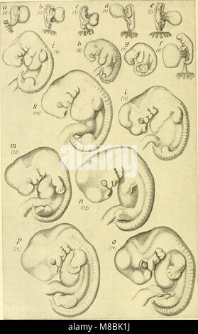 This work explores the origins and evolution of humans, focusing on the ...