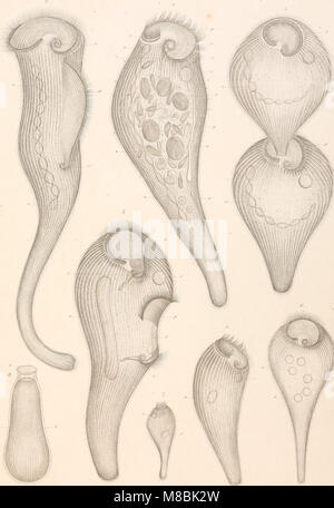 This scientific work, 'Der Organismus der Infusionsthiere,' authored by ...