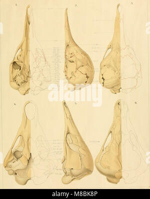 . Der Schädelbau der Monotremen. Monotremes; Skull; Skeleton; Zoology ...
