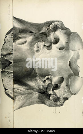 This work describes the skeleton of the extinct Mylodon robustus, a ...