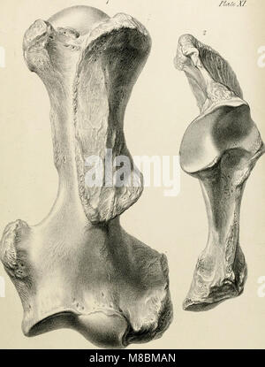 This 1842 description details the skeleton of the extinct Mylodon ...