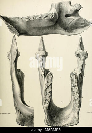 This 1842 description focuses on the skeletal remains of the extinct ...