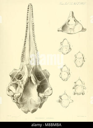 . Description of the skeleton of the chinese white dolphin (Delphinus ...