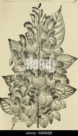 The 'Descriptive Catalogue of Trees, Shrubs, Vines and Plants' from ...