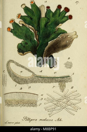 A botanical work documenting the flora of Germany through detailed ...