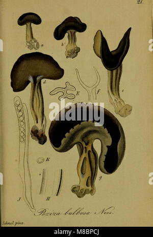 'Deutschlands Flora' presents detailed botanical illustrations of ...