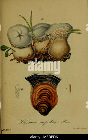 This German botanical work illustrates the flora of Germany, with ...