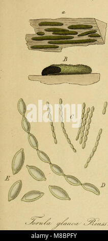 This German flora guide offers detailed illustrations of native plants ...