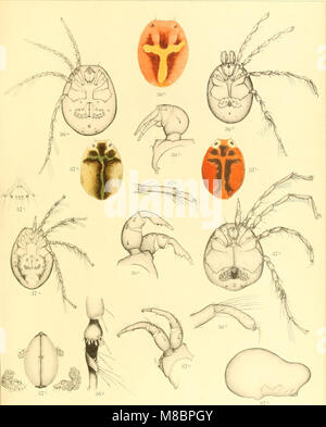 Water Mites (Hydrachnidia Stock Photo - Alamy