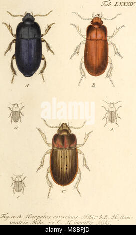 A 1805 study of the insects of Germany, offering a detailed ...
