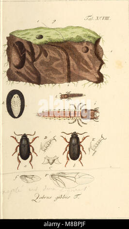*Deutschlands Insecten* (Germany's Insects) is a comprehensive work on ...