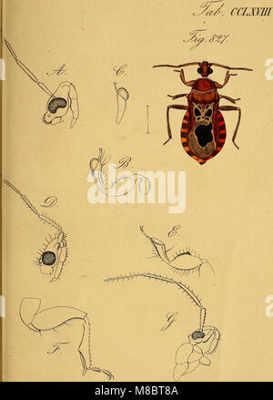 This 1831 work focuses on the true bugs (Hemiptera), accurately ...