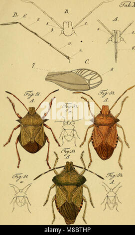 *Die wanzenartigen Insecten*, published in 1831, is a detailed work on ...