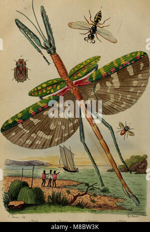 This illustrated dictionary offers descriptions of natural history ...