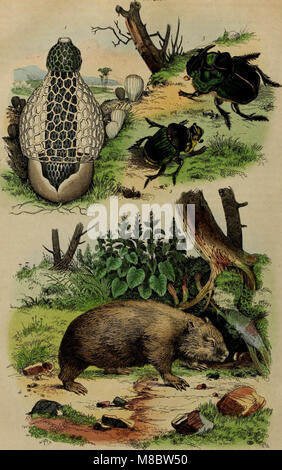This natural history dictionary offers a picturesque view of natural ...