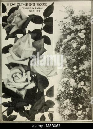 Dingee guide to rose culture (1913): A comprehensive guide to the ...