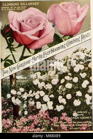 The 'Dingee Guide to Rose Culture' (1911) provides comprehensive ...