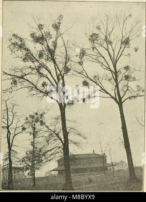 This 1909 publication examines the diseases affecting deciduous forest ...
