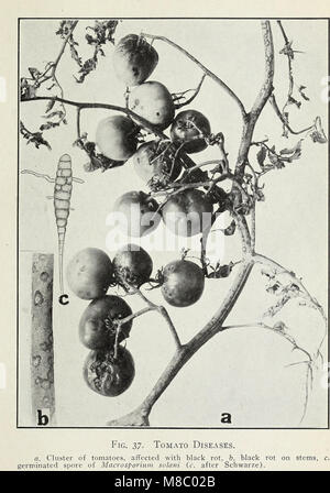 Diseases of greenhouse crops and their control (1920) (20781768100 ...