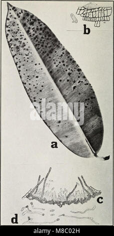 This work focuses on plant diseases caused by parasitic fungi and other ...