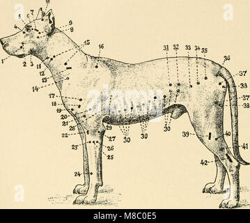 A 1911 veterinary guide on canine diseases, symptoms, diagnosis, and ...