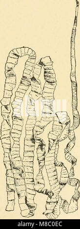 A 1911 veterinary guide on canine diseases, symptoms, diagnosis, and ...