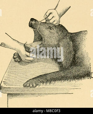 A 1911 veterinary guide on canine diseases, symptoms, diagnosis, and ...