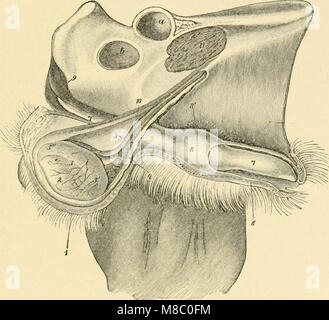 A 1911 veterinary guide on canine diseases, symptoms, diagnosis, and ...