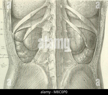 The female urinary and reproductive system with kidneys, bladder Stock ...