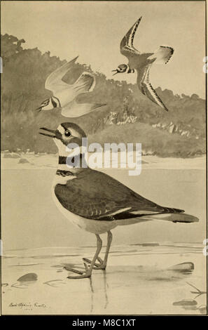Distribution and migration of North American shorebirds (1912 ...