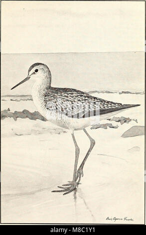 Distribution and migration of North American shorebirds (1910 ...
