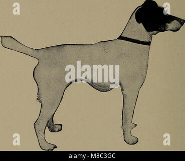 "Dogs of all nations. In prose and rhyme" (1903 Stock Photo - Alamy