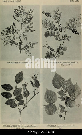 This 1955 Chinese text, 'Dong bei mu ben zhi wu tu zhi', provides a ...