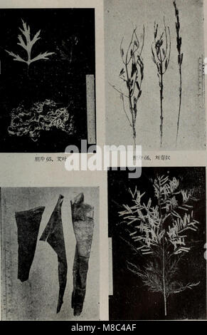 The 1959 book, 'Dong bei zhi wu yao tu zhi,' provides a comprehensive ...