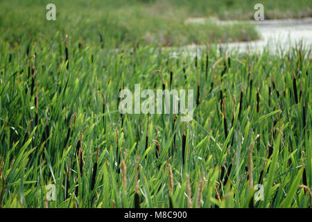 Wonderful pond with reed detail Stock Photo - Alamy
