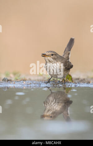 Spotted Flycatcher, an European species of songbird Stock Photo - Alamy