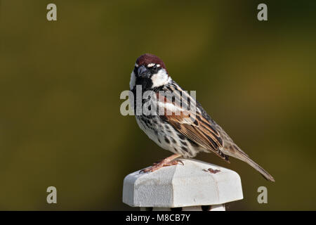 Spanish Sparrow; Passer hispaniolensis; Spaanse Mus Stock Photo - Alamy