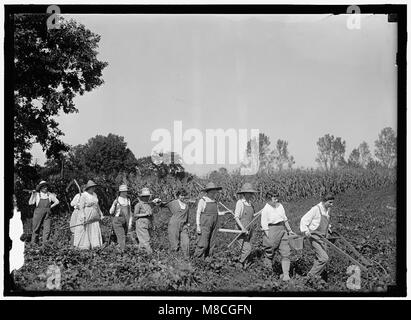 A photograph of Girl Scouts, also known as Farmerettes, harvesting ...