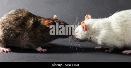 white and gray rats on a black background Stock Photo - Alamy