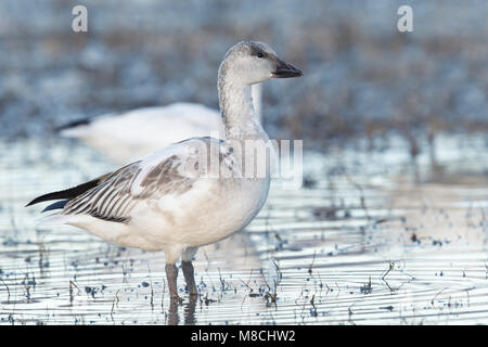 Juveniele witte vorm Sneeuwgans, Juvenile white morph Snow Goose Stock ...