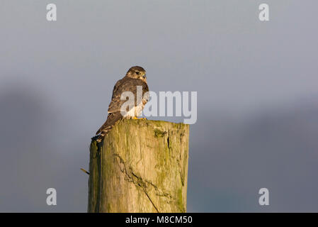 Vrouwtje Smelleken op paal; Female Merlin on a pole Stock Photo - Alamy