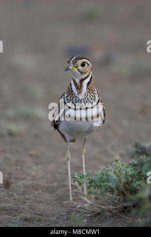 three-banded courser Rhinoptilus cinctus golden Stock Photo - Alamy